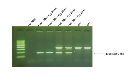 A blue egg gene test for my chickens? – miniPCR bio