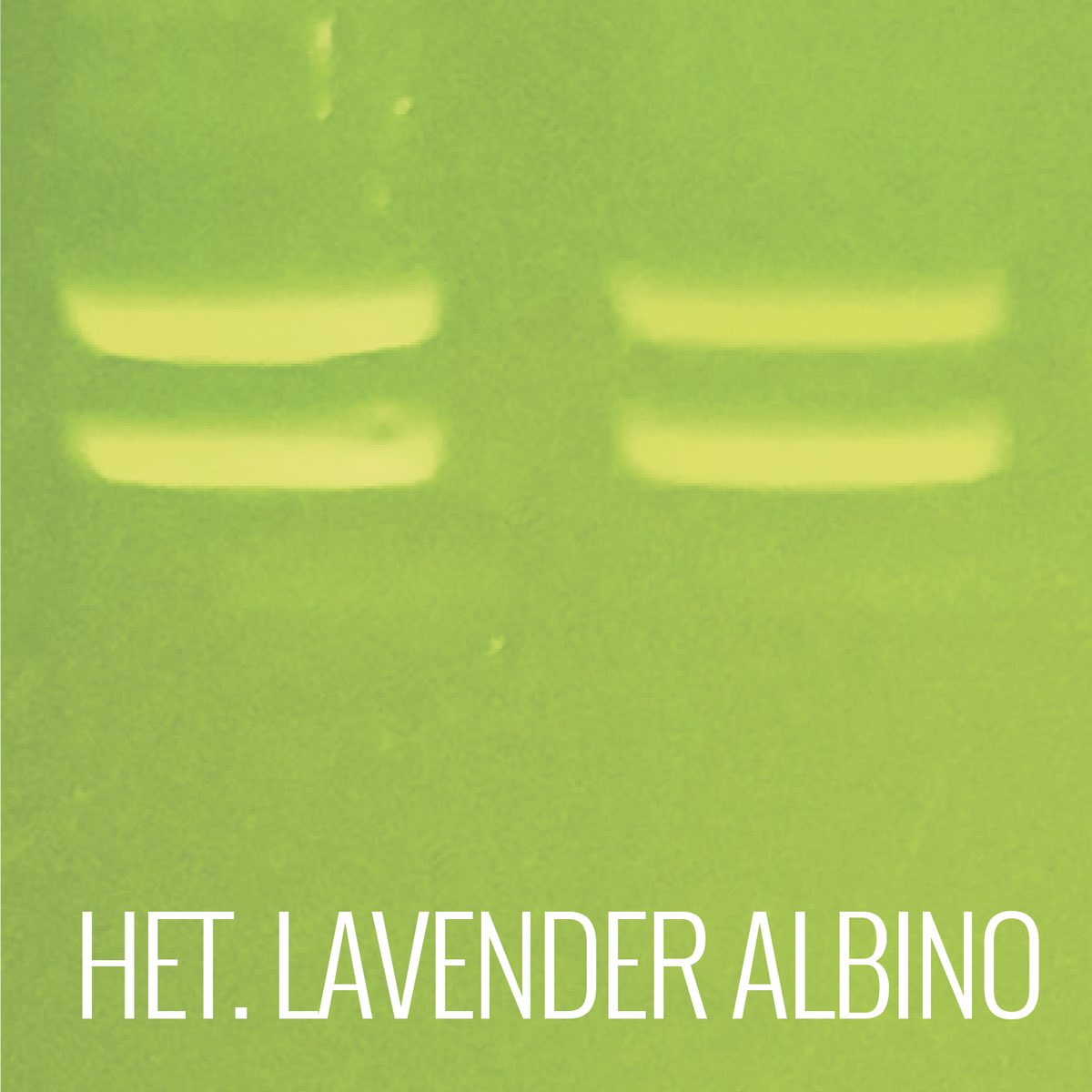 Lavender Albino DNA Test – miniPCR Dx