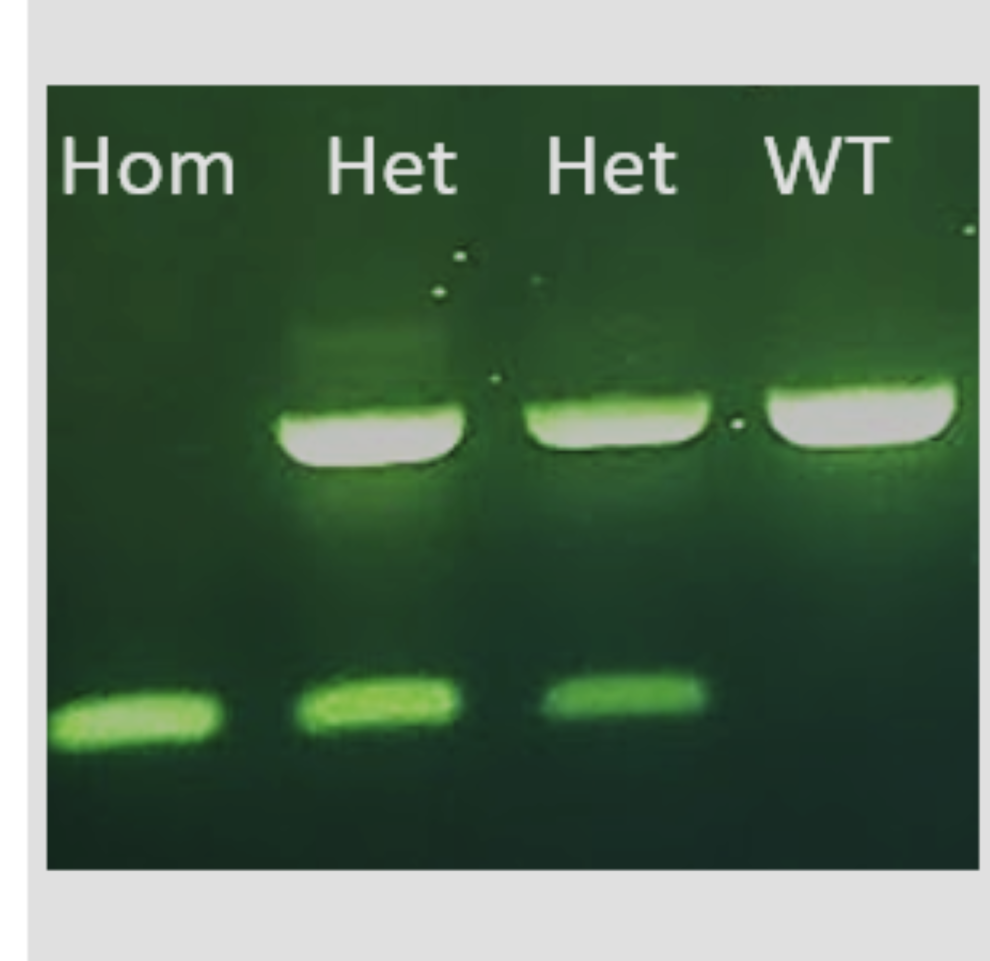 Blue Egg Gene Chicken DNA Test – miniPCR Dx