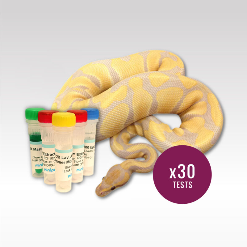 Lavender Albino DNA Test – miniPCR Dx