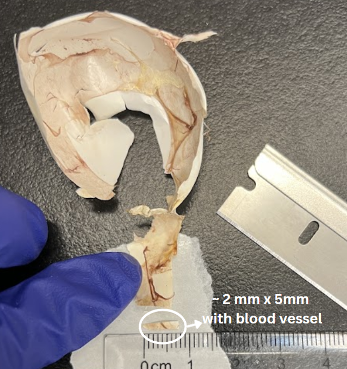 How to collect samples from eggshell membrane for chicken DNA tests ...