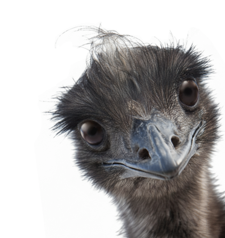 DNA Test for Sexing Emus! – miniPCR Dx