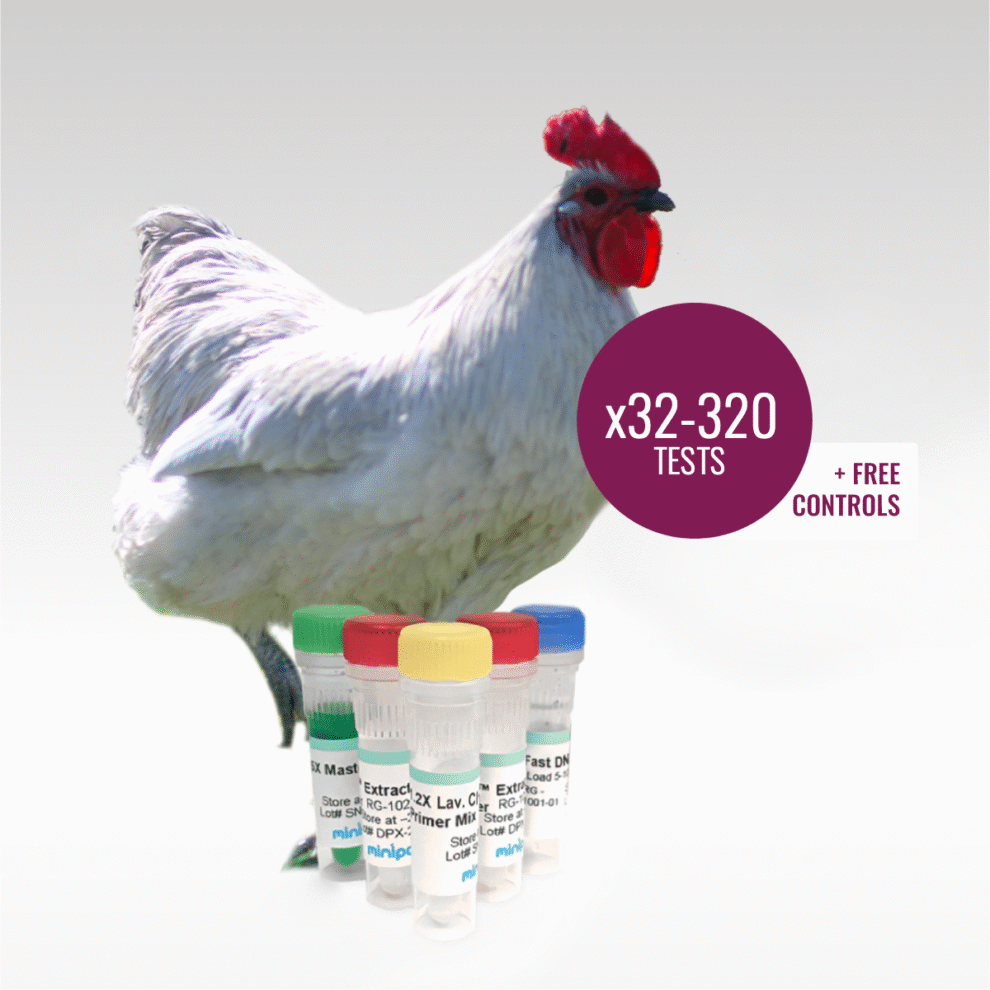 Lavender Chicken DNA Test – miniPCR Dx
