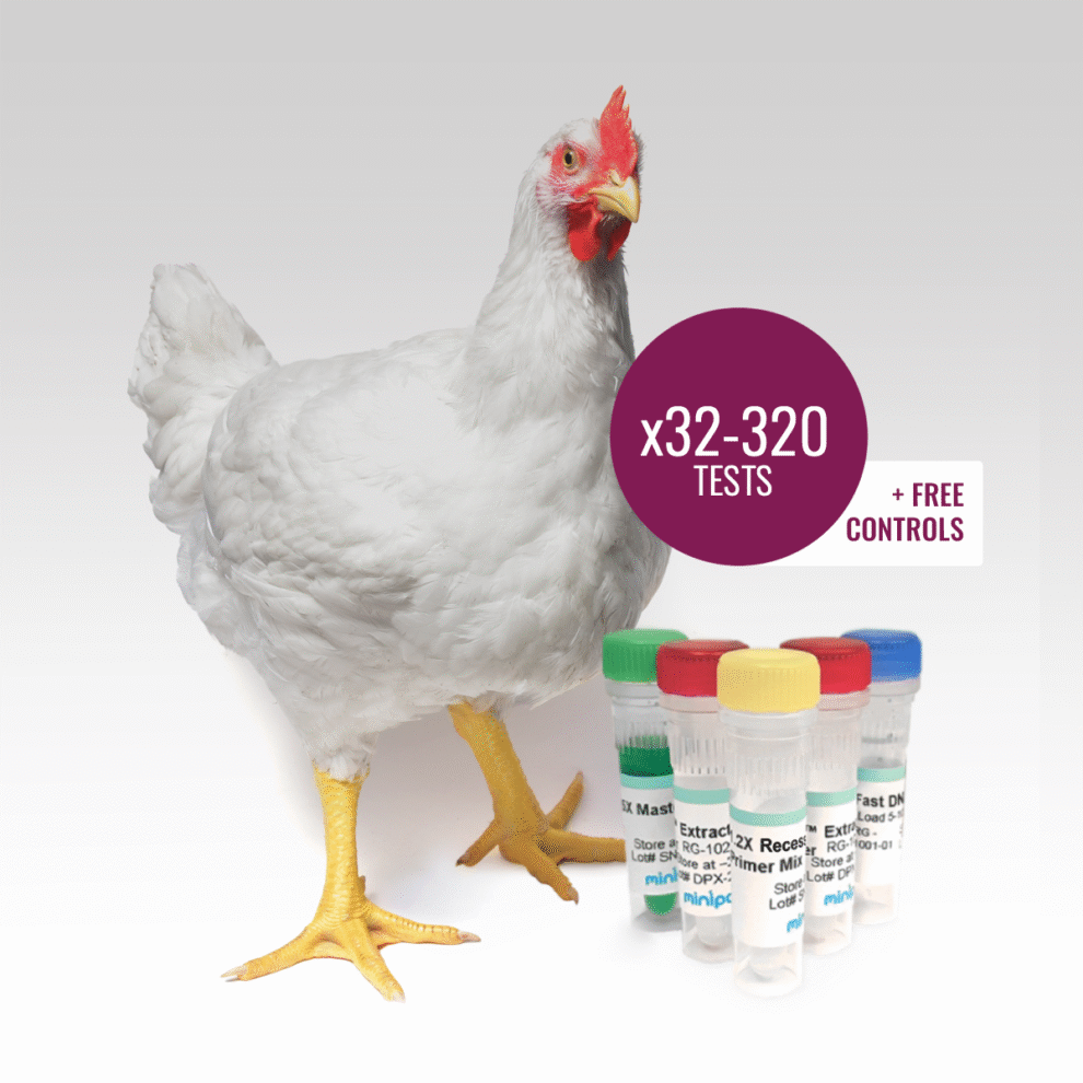 Recessive White Chicken DNA Test – miniPCR Dx